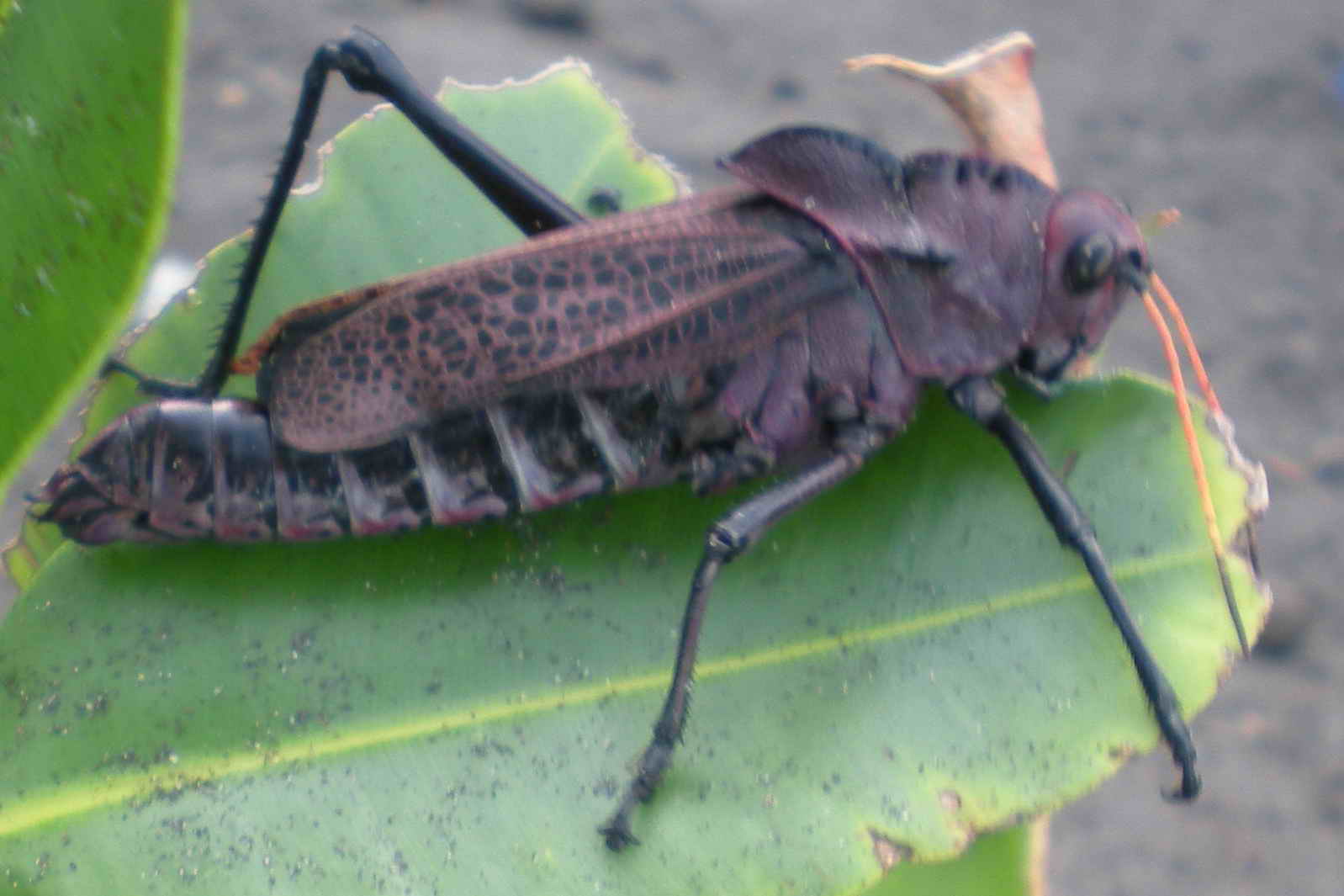 Identificar insectos de Costa Rica